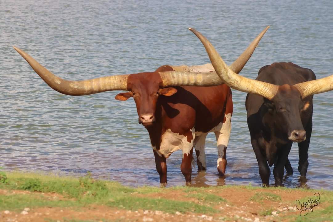 Home - Grande Horn Ranch