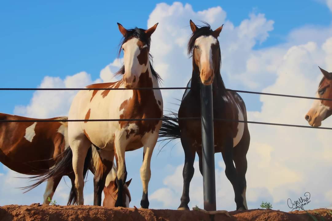 Home - Grande Horn Ranch